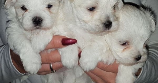 BICHON MALTEZ 105674