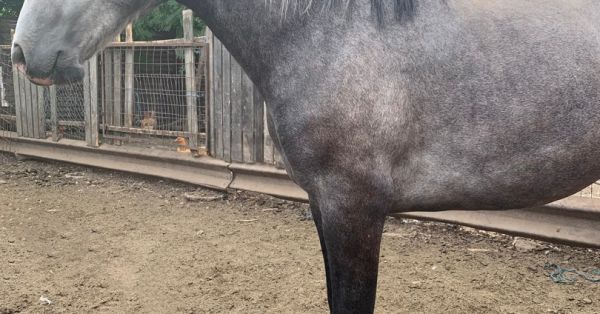 Cal rasa Lipițan 30873