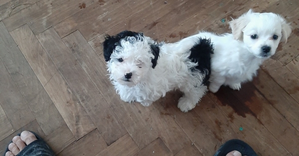 Catei bichon - Ofera.ro - ID: 21086