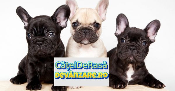 Catei Bulldog Francez cu garantie microcip si factura fiscala 109243