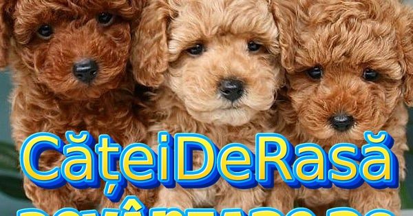 Catei Caniche Pitic cu garantie si carnet de sanatate 109158