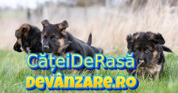 Catei Ciobanesc German cu garantie si microcip 109157