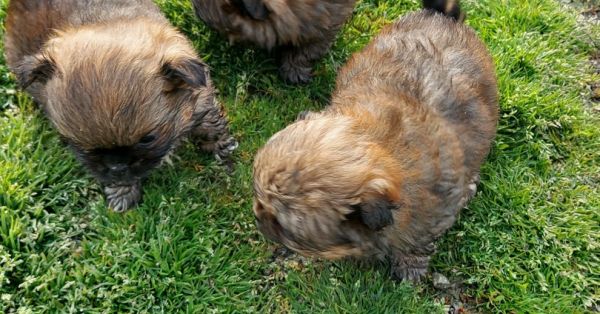 Căței pechinez 81150