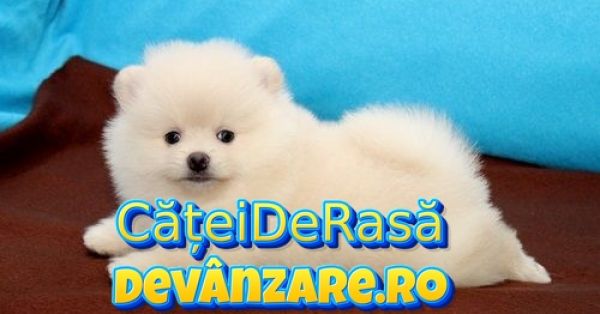 Catei Pomeranian cu microcip si carnet de sanatate - Ofera.ro - ID: 109148
