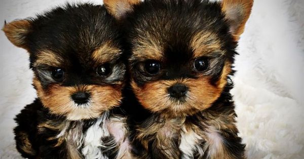 Catei Yorkshire Terrier Toy cu microcip,garantie si factura fiscala ...