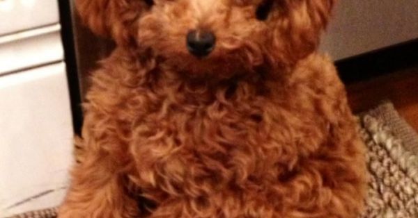 Cățeluși de pudel de vânzare - Ofera.ro