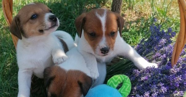 Jack russell terrier căței jucăuși 86194
