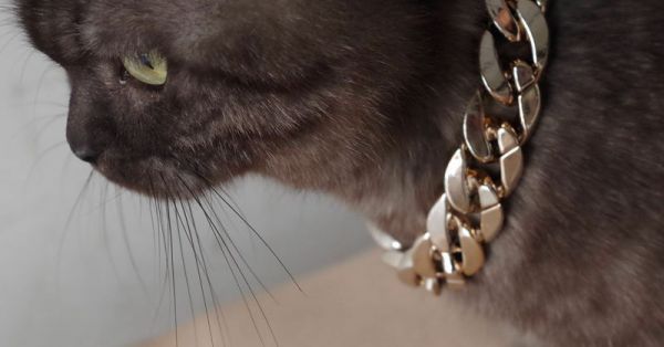 Lant accesoriu pentru caini si pisici, lant plastic pentru animale ...