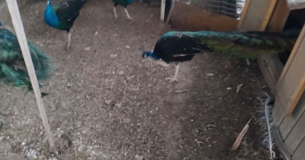 Pauni de vanzare - Ofera.ro