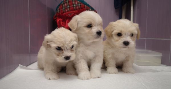 Pui bishon maltez 82920