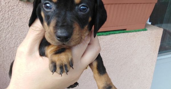 Pui Teckel de vânzare - Ofera.ro