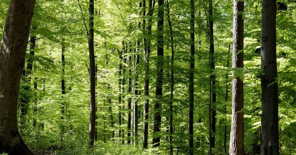 Vand padure foioase gorj-albeni 500 ha - Ofera.ro