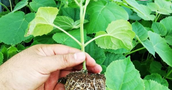 Vand puieti /rasad de paulownia productie VITRO 23031