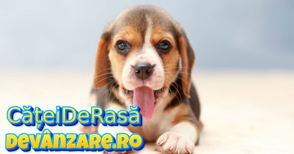 Vindem catei Beagle cu microcip si carnet de sanatate 109152